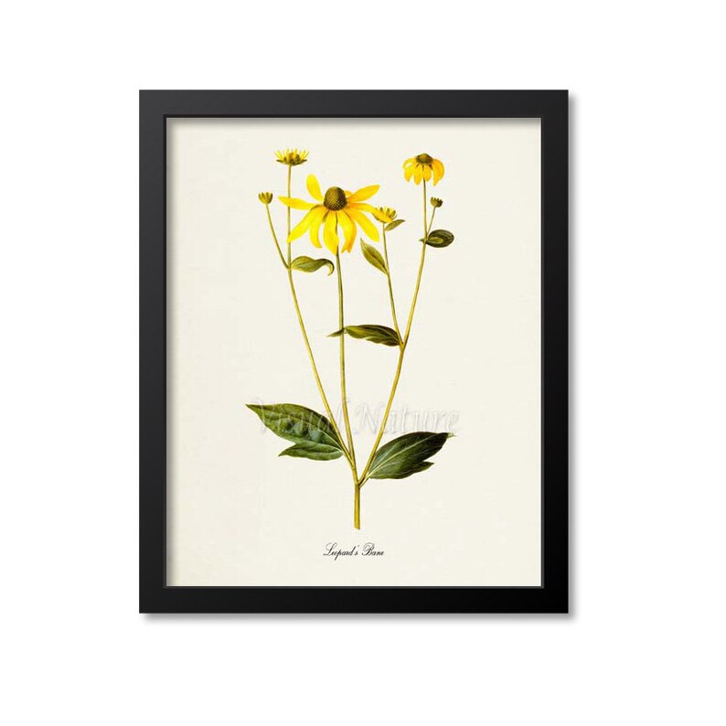 Leopard's Bane Flower Art Print, Botanical Art Print, Flower Wall Art ...