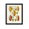 Mamey Botanical Print, Mamey Art Print, Mamey Wall Art, Mamey Fruit Art, Mamey Fruit Print ...