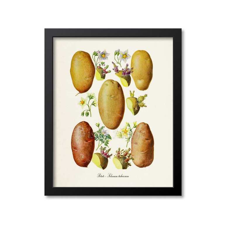 Potato Botanical Print Potato Botanical Art Print Potato | Etsy