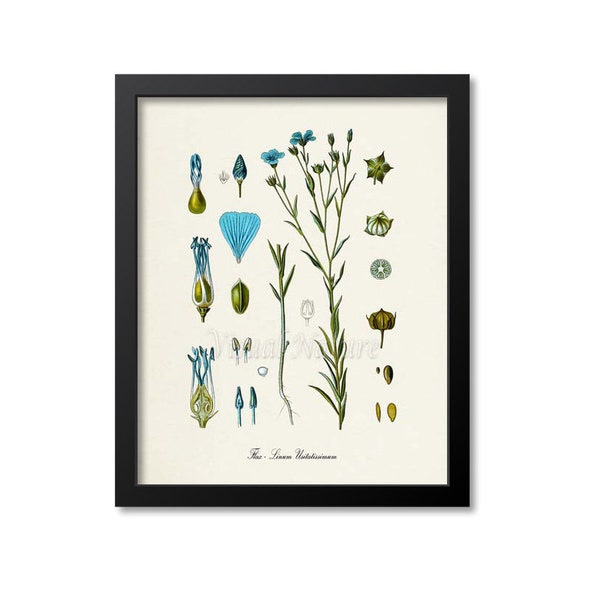 Botanical Drawings - Etsy