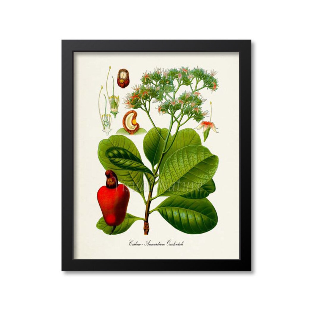 Cashew Botanical Print, Cashew Botanical Art Print, Cashew Wall Art ...