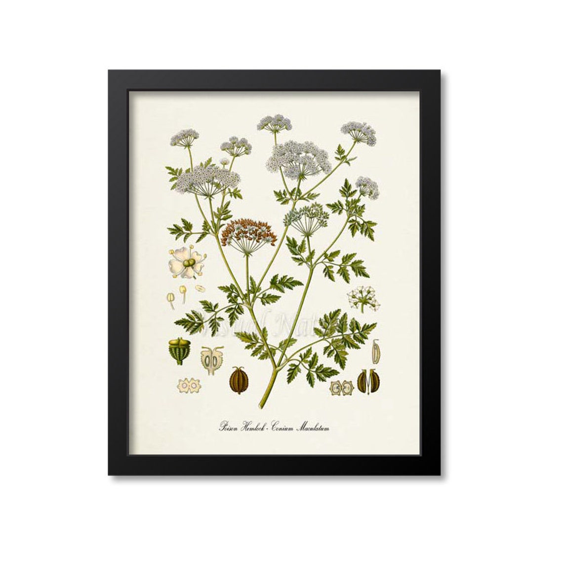 Poison Hemlock Botanical Print Poison Hemlock Botanical Art - Etsy