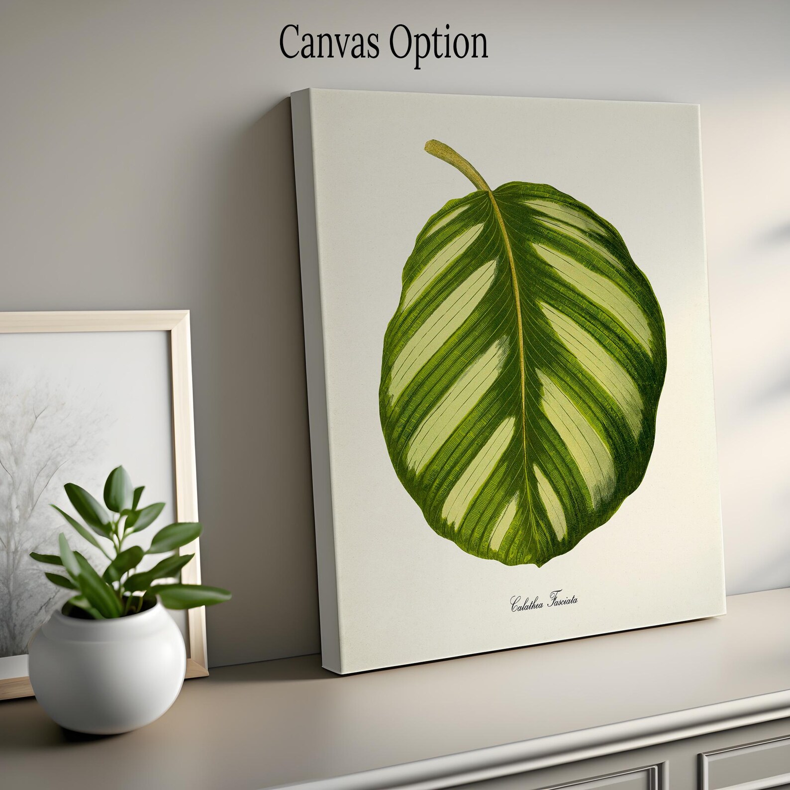 Calathea Fasciata Art Print, Calathea Fasciata Botanical Art Print ...