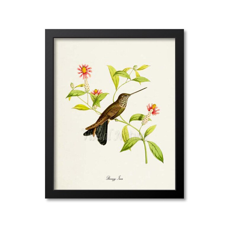 Bronzy Inca Hummingbird Print Bird Art Print Bird Art Bird - Etsy