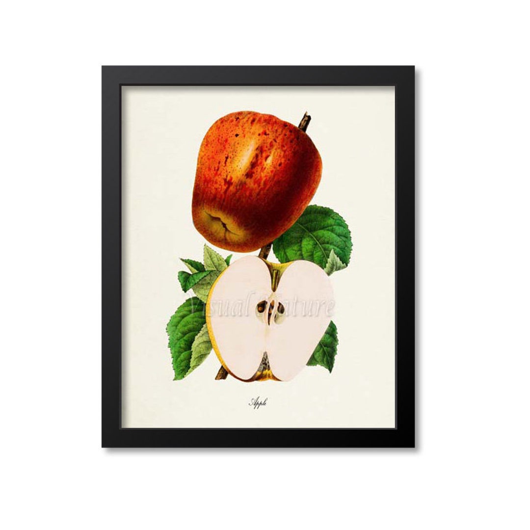 Apple Botanical Print, Apple Art Print, Fruit Art, Fruit Print, Kitchen ...