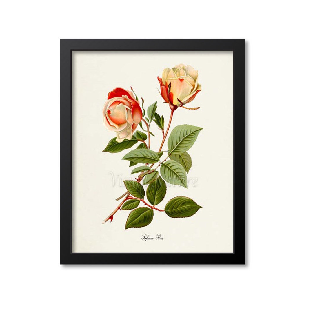 Safrano Rose Flower Art Print, Botanical Art Print, Flower Wall Art ...