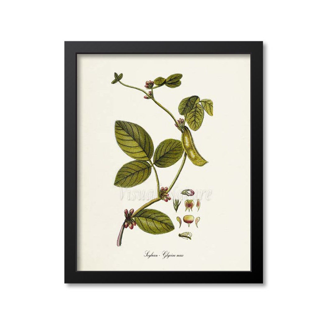Soybean Botanical Print, Soybean Botanical Art Print, Soybean Wall Art ...