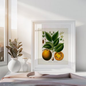 Ignatia Amara Botanical Wall Art Print, Poison Plant, Beans of St ...