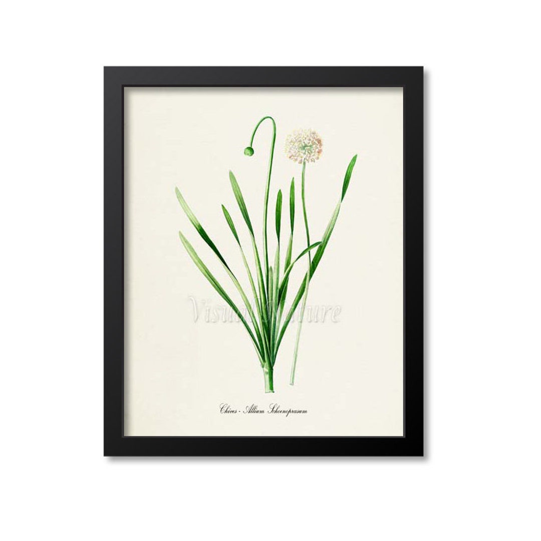 Chives Botanical Print, Chives Botanical Art Print, Chives Wall Art ...