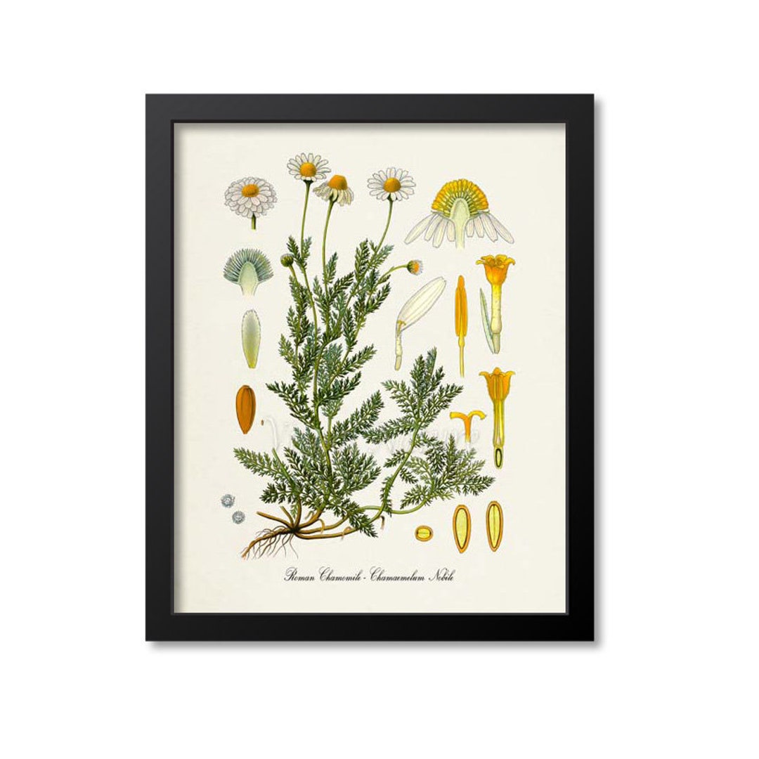 Roman Chamomile Botanical Print, Chamomile Botanical Art Print ...
