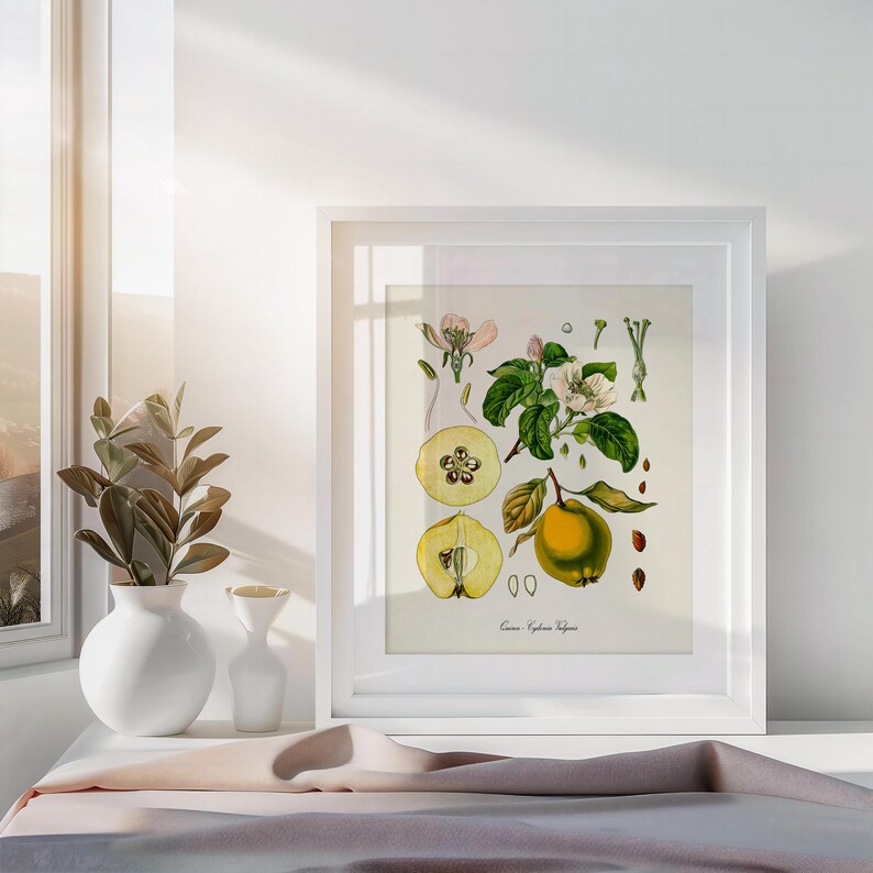 Quince Botanical Print, Quince Botanical Art Print, Quince Wall Art ...