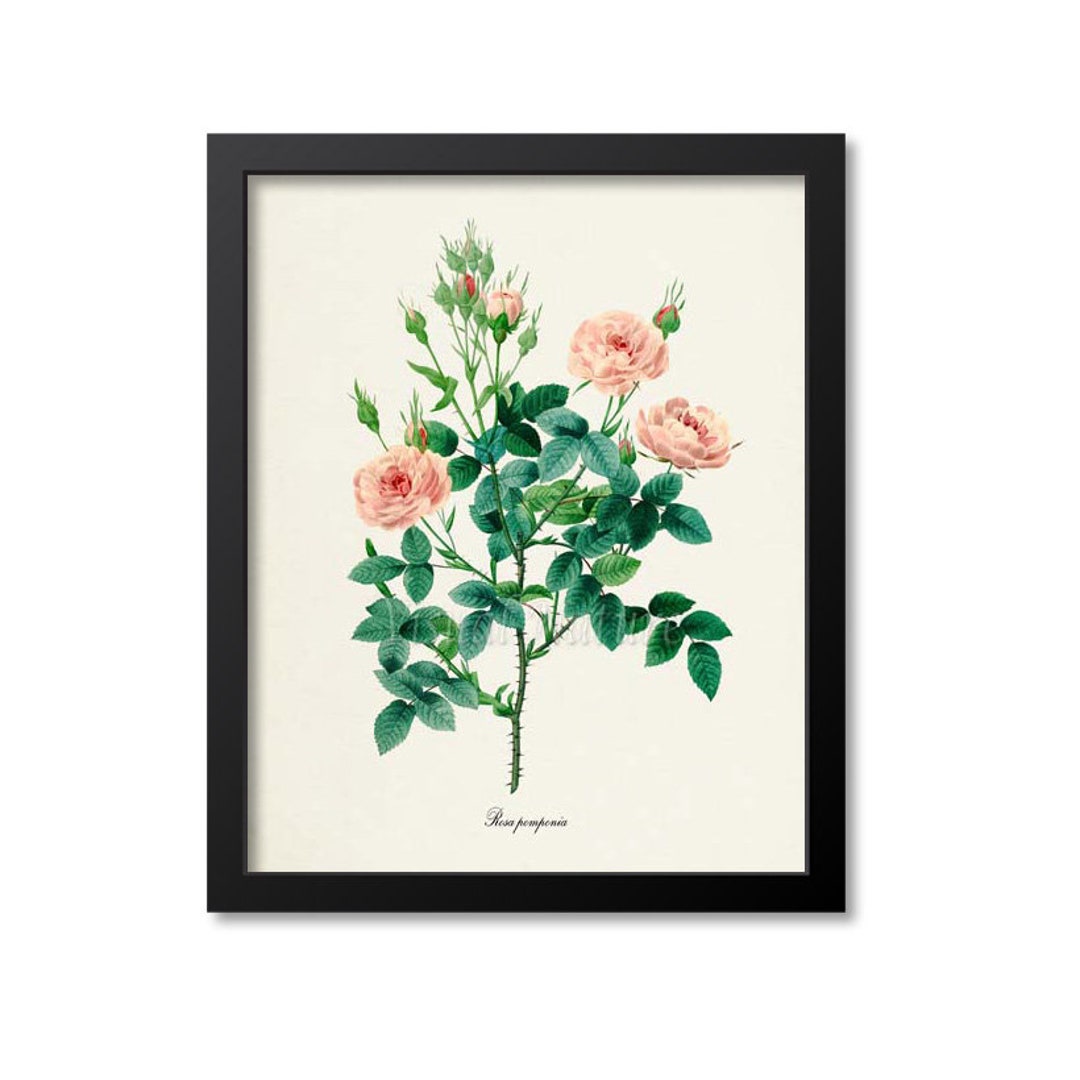 Pompon Rose Flower Art Print, De Meaux Rose Botanical Art Print, Flower ...