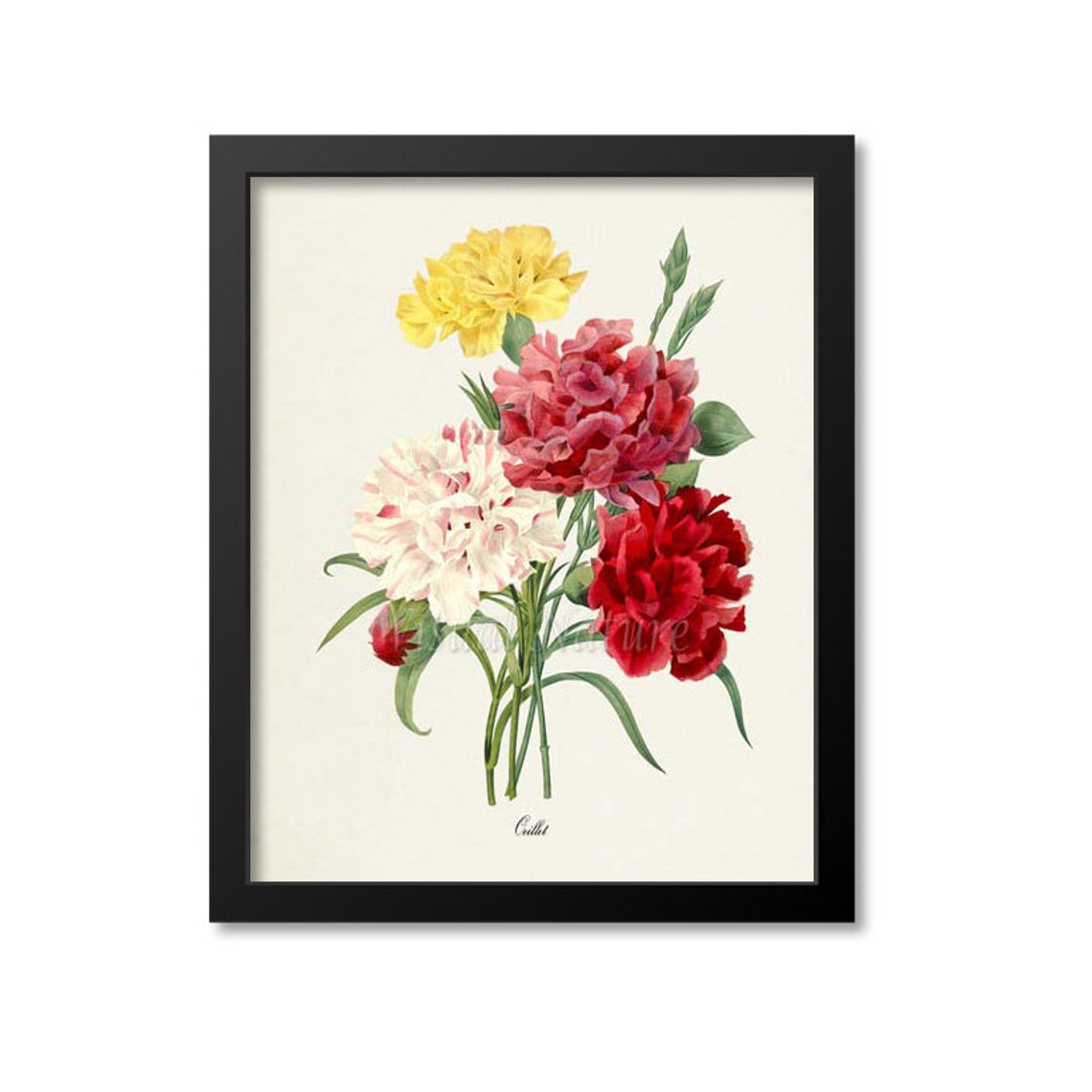 Carnation Flower Art Print Botanical Art Print Flower Wall - Etsy