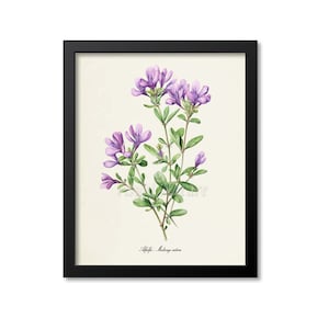 Alfalfa Botanical Print, Alfalfa Botanical Art Print, Alfalfa Wall Art ...