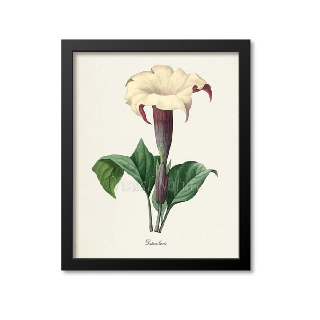 Jimsonweed Flower Art Print, Devils Snare Botanical Art Print, Flower ...