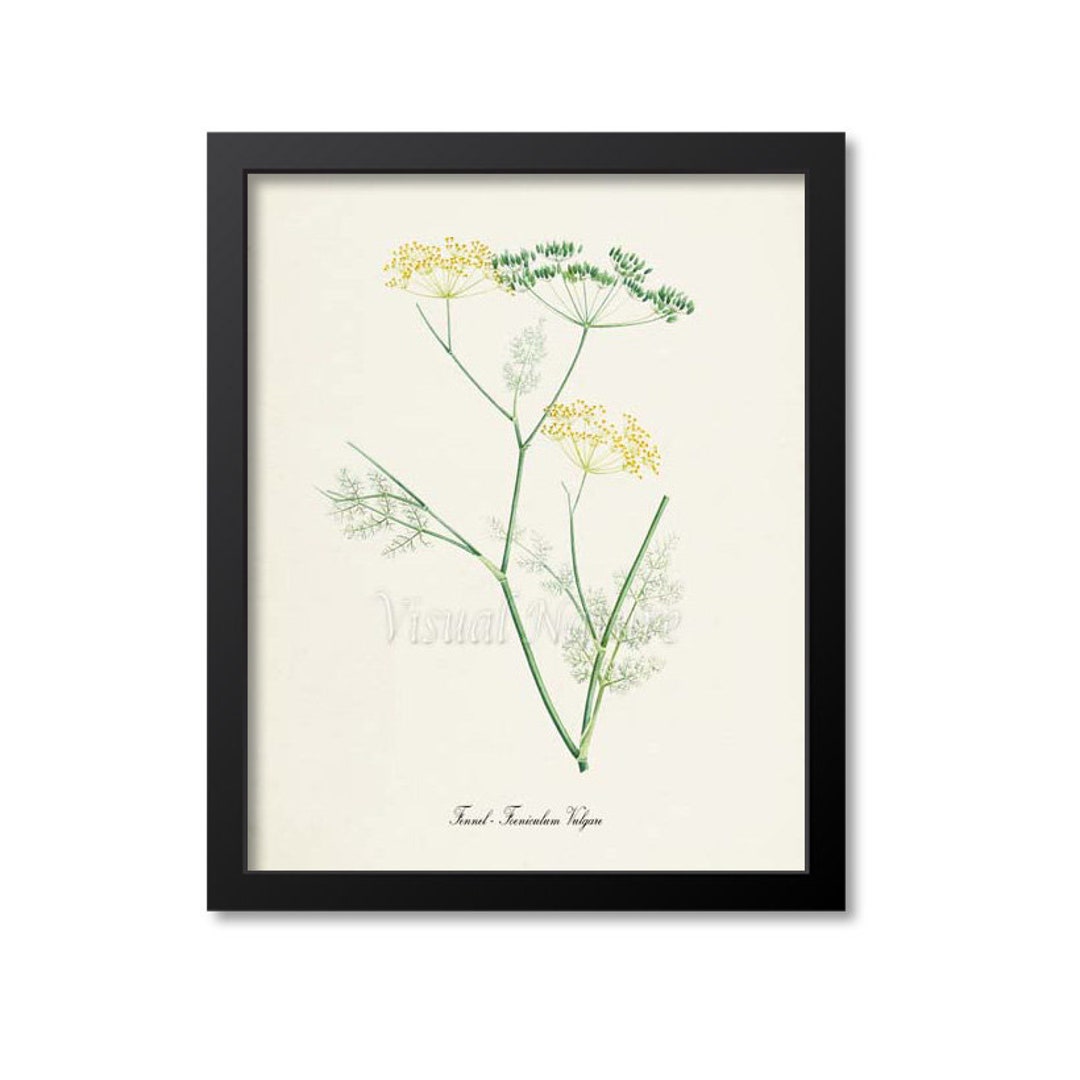Fennel Botanical Print, Fennel Botanical Art Print, Fennel Wall Art ...