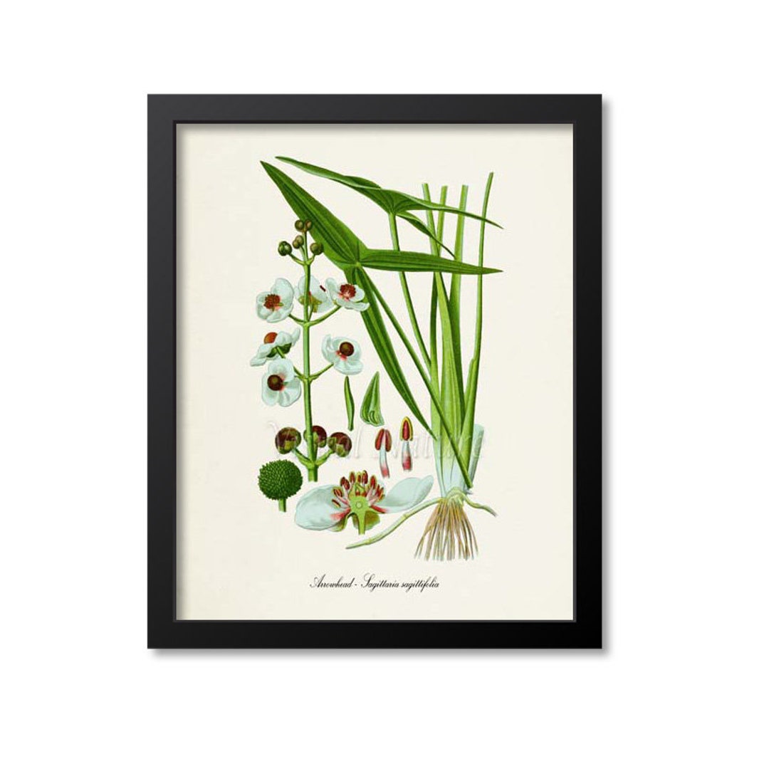 Arrowhead Botanical Print, Flower Art Print, Flower Wall Art, Floral ...