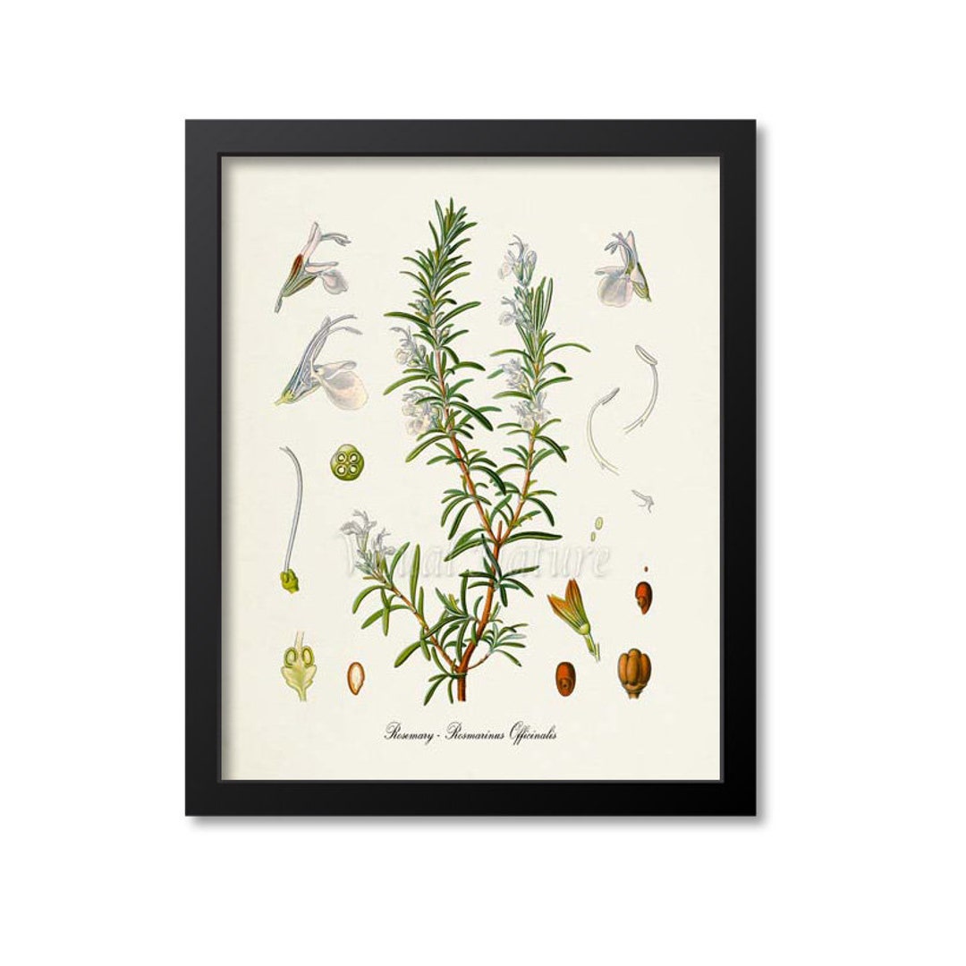 Rosemary Botanical Print, Rosemary Botanical Art Print, Rosemary Wall ...