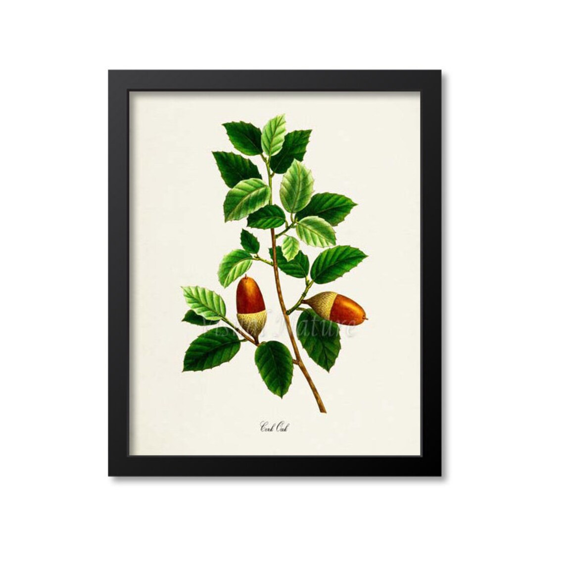 Cork Oak Art Print, Botanical Art Print, Wall Art, Botanical Print ...