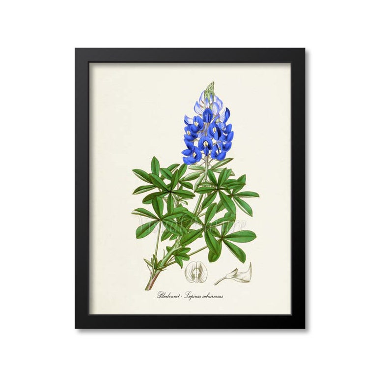 Bluebonnet Botanical Print Flower Wall Art Botanical Art - Etsy