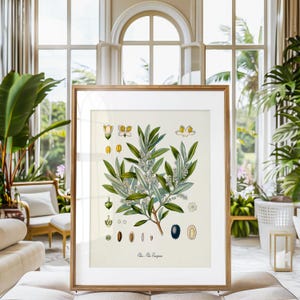 Olive Botanical Print, Olive Botanical Art Print, Olive Wall Art, Olive ...