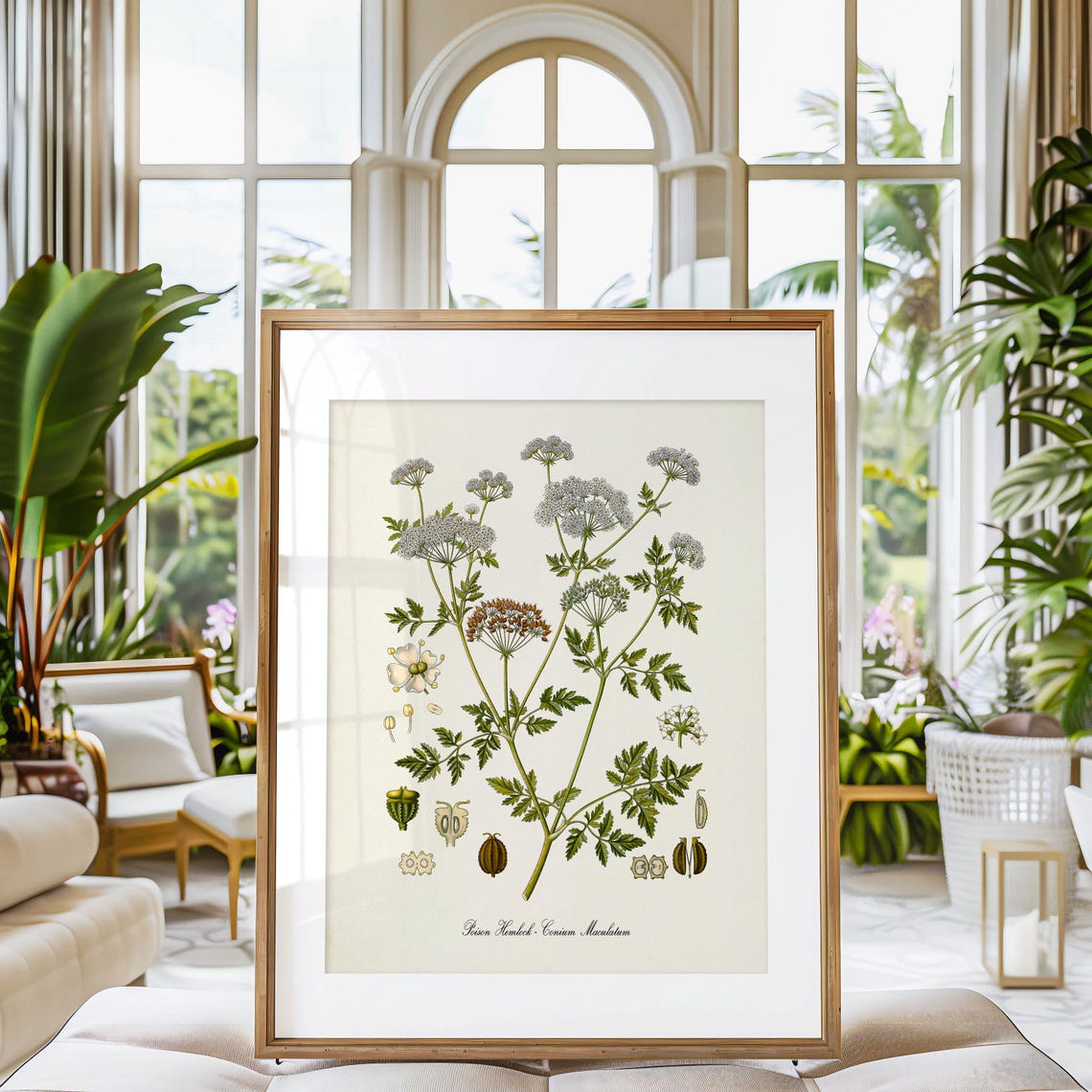 Poison Hemlock Botanical Print, Poison Hemlock Botanical Art Print ...