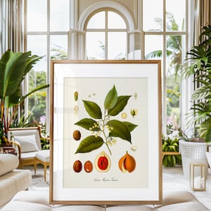 Nutmeg Botanical Print, Nutmeg Botanical Art Print, Nutmeg Wall Art ...