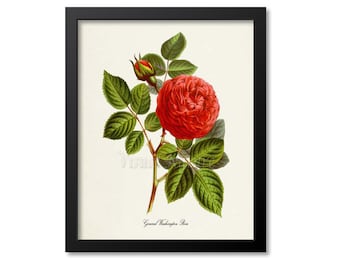 Red Rose Flower Art Print Botanical Art Print Flower Wall | Etsy