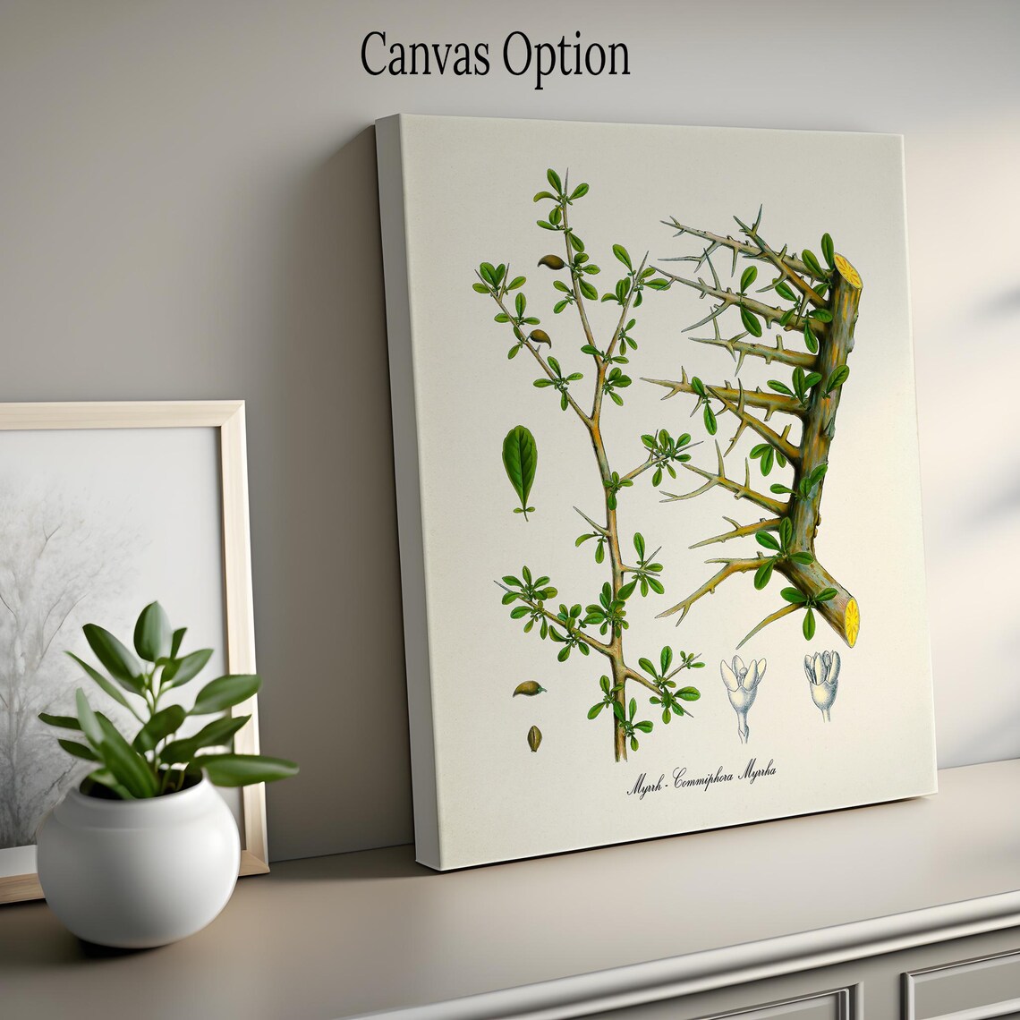 Myrrh Botanical Print, Myrrh Botanical Art Print, Myrrh Wall Art, Myrrh ...