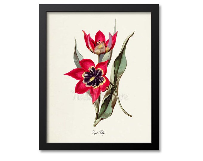 Botanical Flower Art Print Camelia Panache Art Print Flower - Etsy