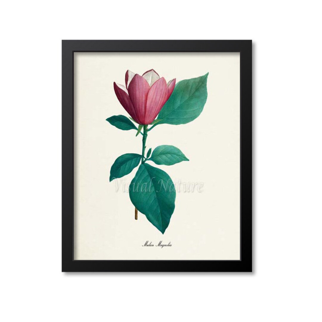 Mulan Magnolia Flower Art Print, Botanical Art Print, Flower Wall Art ...
