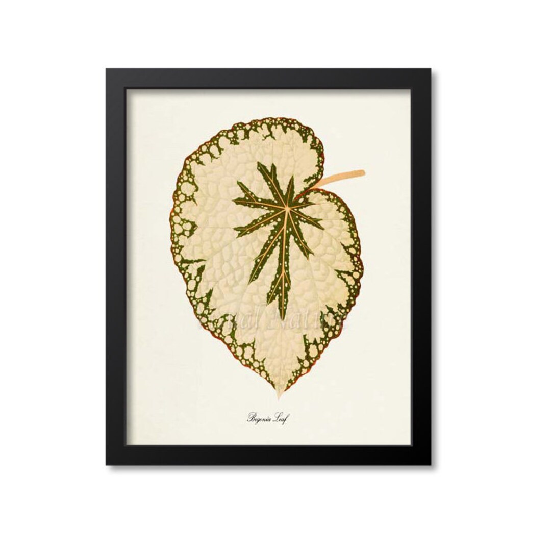Begonia Leaf Art Print, Begonia Leaf Botanical Art Print, Wall Art ...