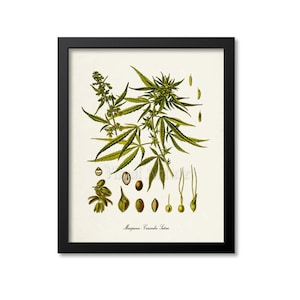 Marijuana Botanical Print, Marijuana Botanical Art Print, Marijuana ...