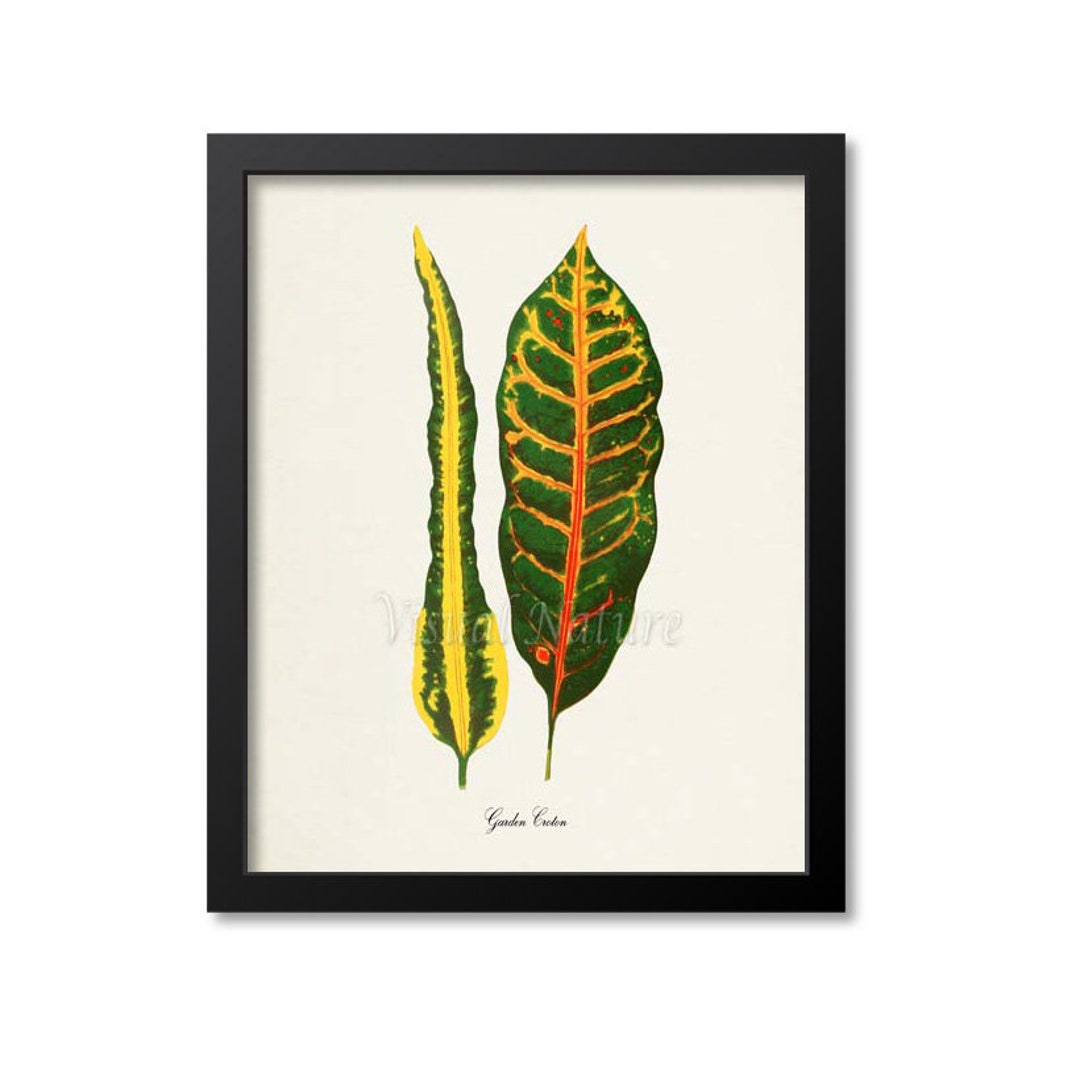 Garden Croton Art Print, Garden Croton Botanical Art Print, Wall Art ...