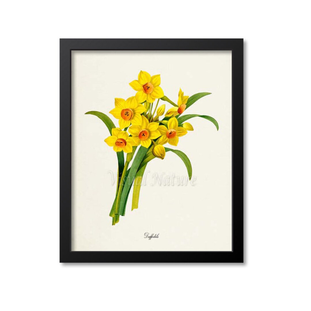 Daffodil Flower Art Print, Botanical Art Print, Flower Wall Art, Flower ...