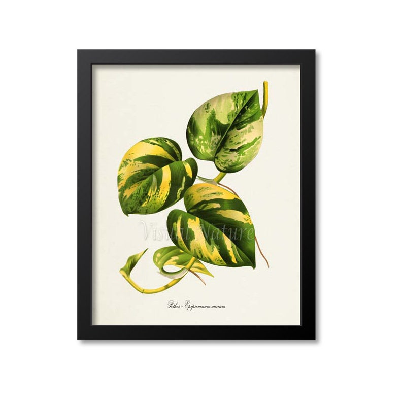 Pothos Art Print Botanical Art Print Pothos Plant Wall Art - Etsy