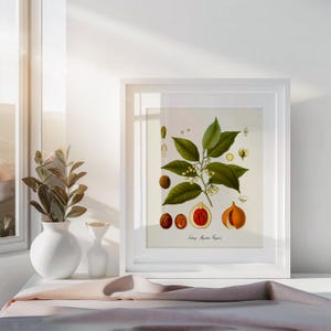 Nutmeg Botanical Print, Nutmeg Botanical Art Print, Nutmeg Wall Art ...