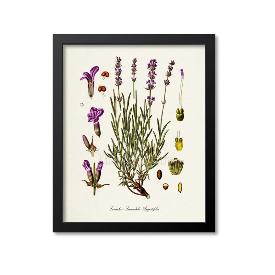 Lavender Botanical Print, Lavender Botanical Art Print, Lavender Wall ...