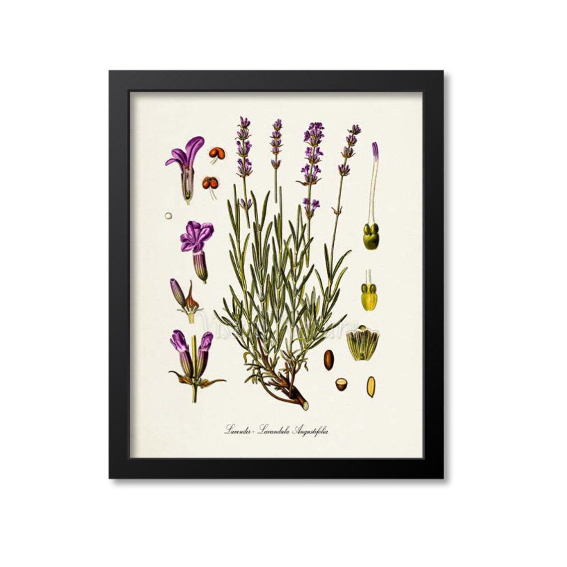 Lavender Botanical Print Lavender Botanical Art Print - Etsy