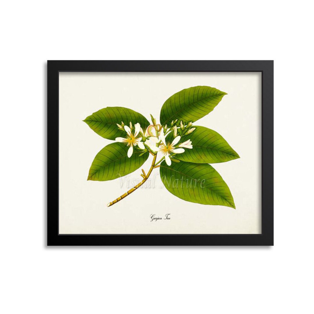 Gurjun Tree Art Print, Botanical Art Print, Gurjun Tree Wall Art ...