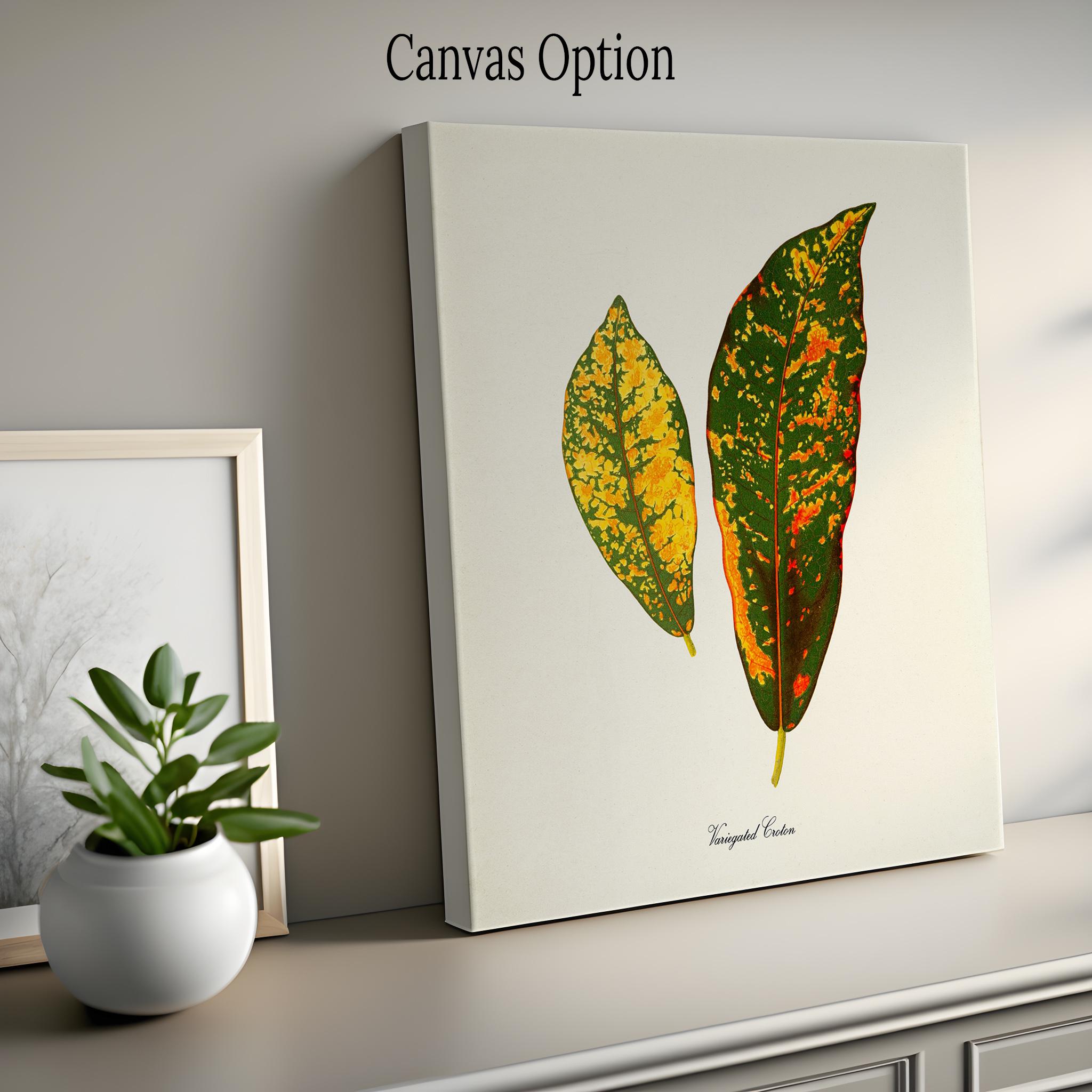 Variegated Croton Art Print, Variegated Croton Botanical Art Print ...