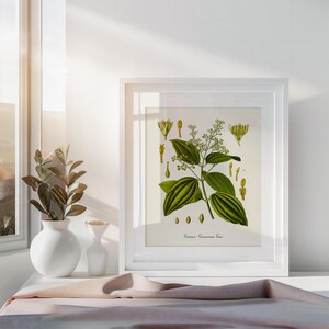 Cinnamon Botanical Print, Cinnamon Botanical Art Print, Cinnamon Wall ...