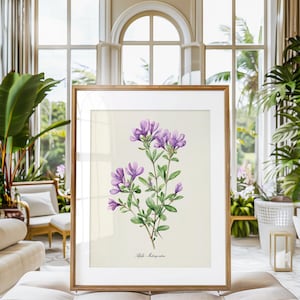 Alfalfa Botanical Print, Alfalfa Botanical Art Print, Alfalfa Wall Art ...