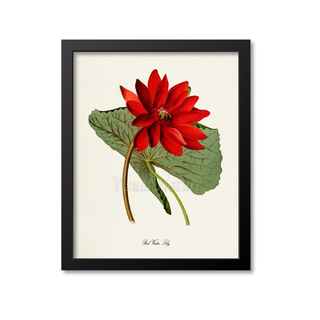 Red Water Lily Flower Art Print, Lily Botanical Art Print, Flower Wall ...