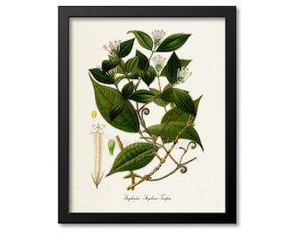 Rice Botanical Print Rice Botanical Art Print Rice Wall Art | Etsy