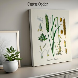 Wheat Botanical Print, Wheat Botanical Art Print, Wheat Wall Art, Wheat ...
