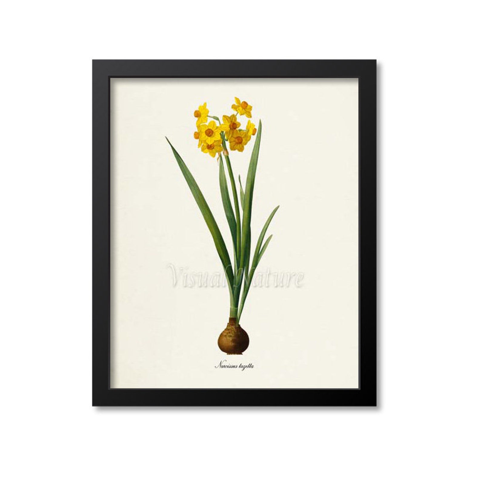Daffodil Flower Art Print Botanical Art Print Flower Wall - Etsy
