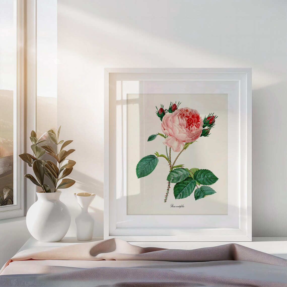 Provence Rose Flower Art Print, Rose Botanical Art Print, Flower Print ...