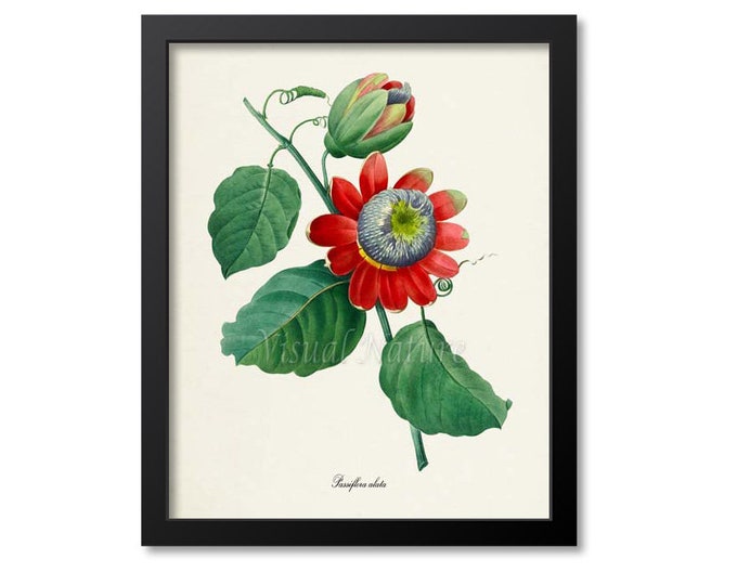 Botanical Flower Art Print Camelia Panache Art Print Flower - Etsy