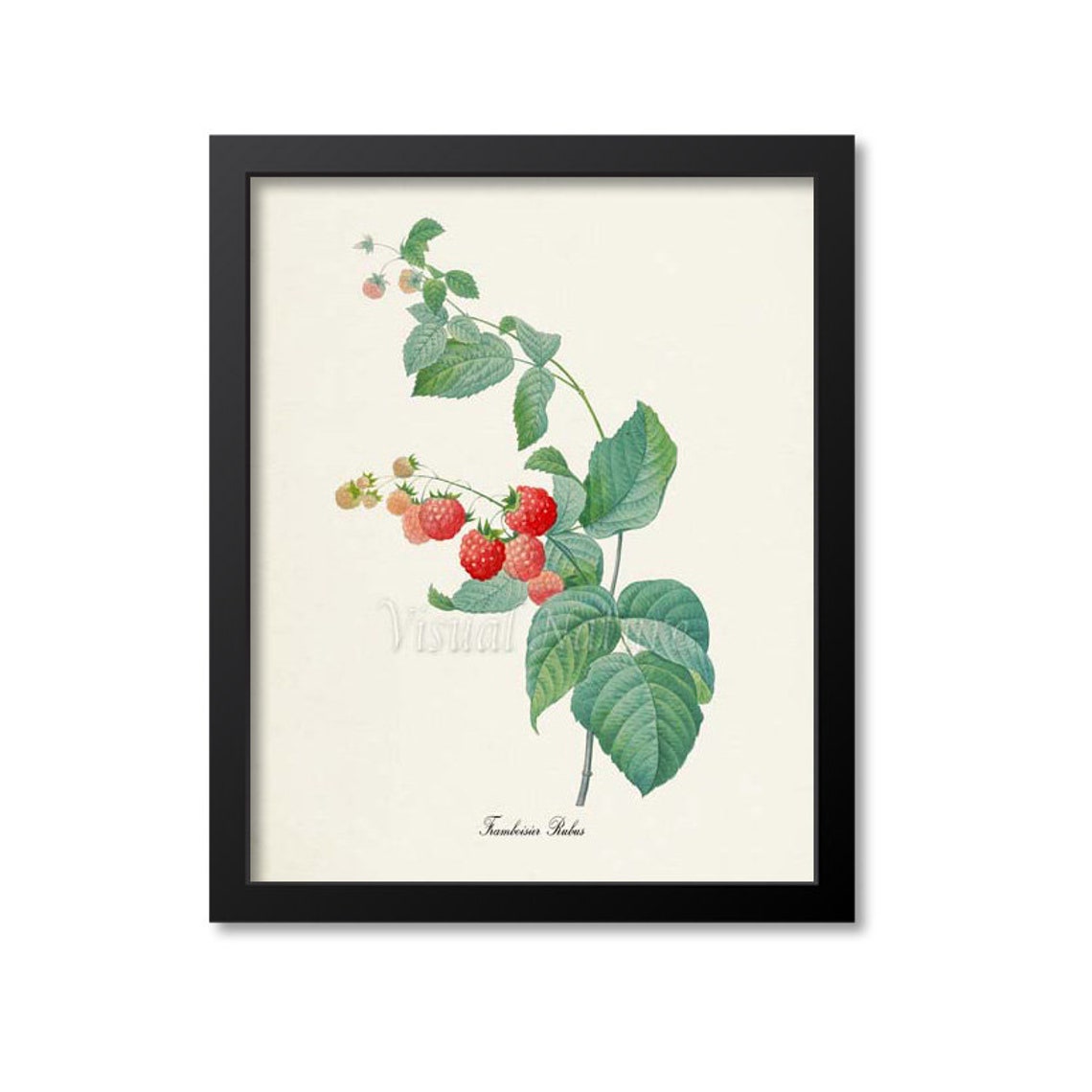 Raspberry Botanical Print, Raspberry Art Print, Fruit Art, Fruit Print ...